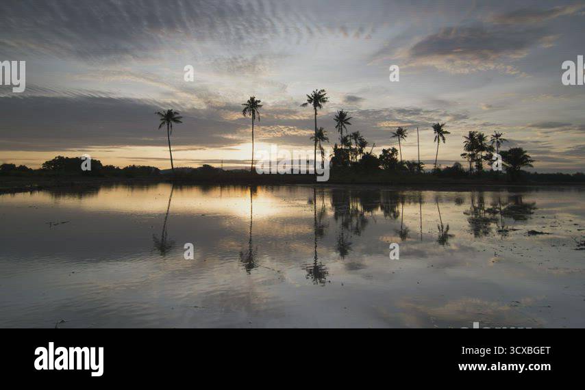 Sunset reflection row of coconut trees in row Stock Video Footage - Alamy