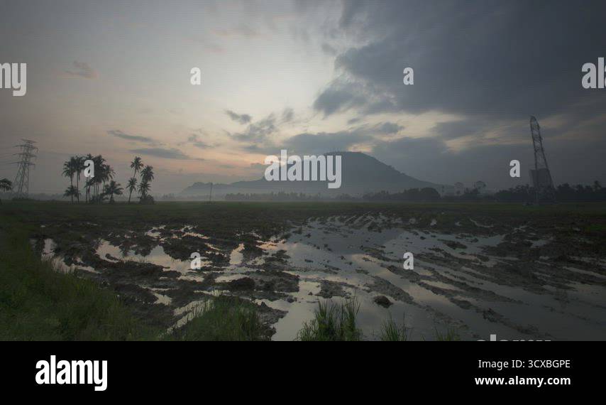 Sunrise muddy rice field at Bukit Mertajam Stock Video Footage - Alamy