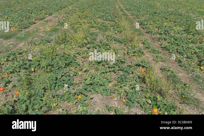 Aerial View of Pumpkin Fields of Pumpkins Waiting to be Picked on a ...