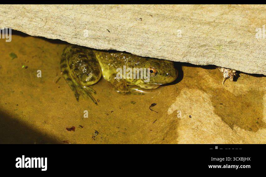 Juvenile Bullfrog hiding under a rock Stock Video Footage - Alamy