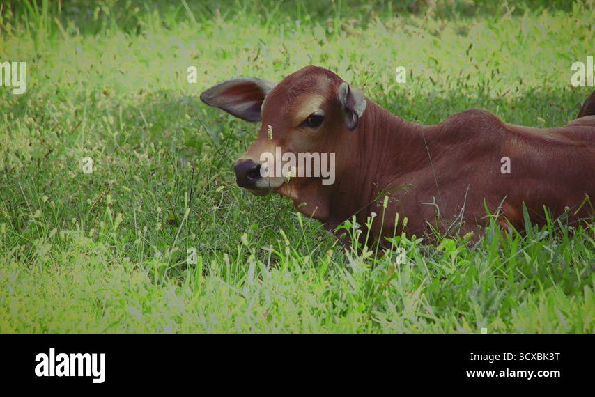 Cow relaxing in meadow Stock Videos & Footage - HD and 4K Video Clips ...