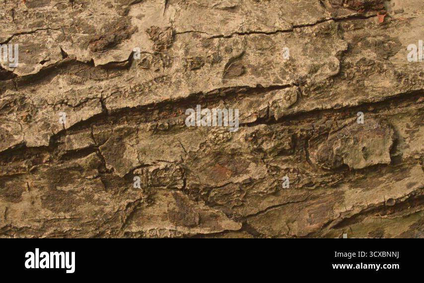 Close-up Vintage pine hardwood background. Ruin cracked Faded textured ...