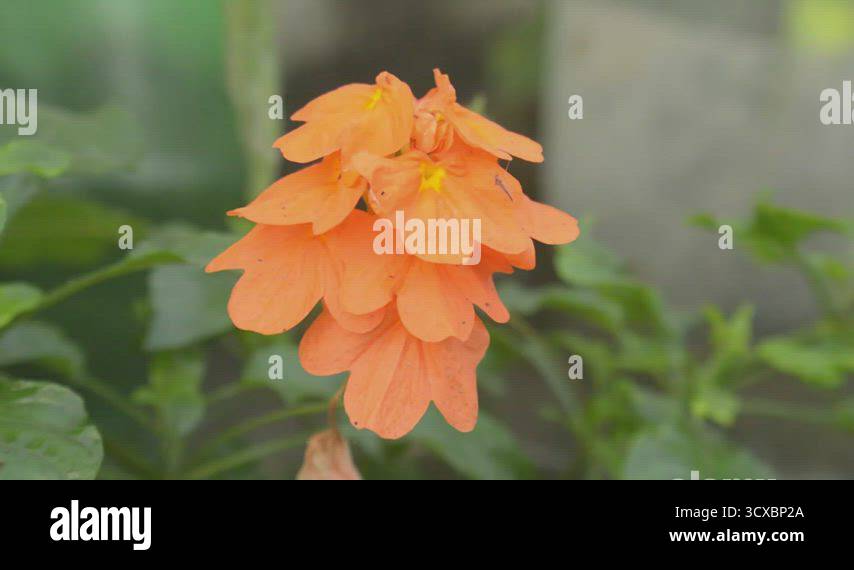 Saffron Crocus Close-up. Light saffron color Autumn crocus(Crocus ...