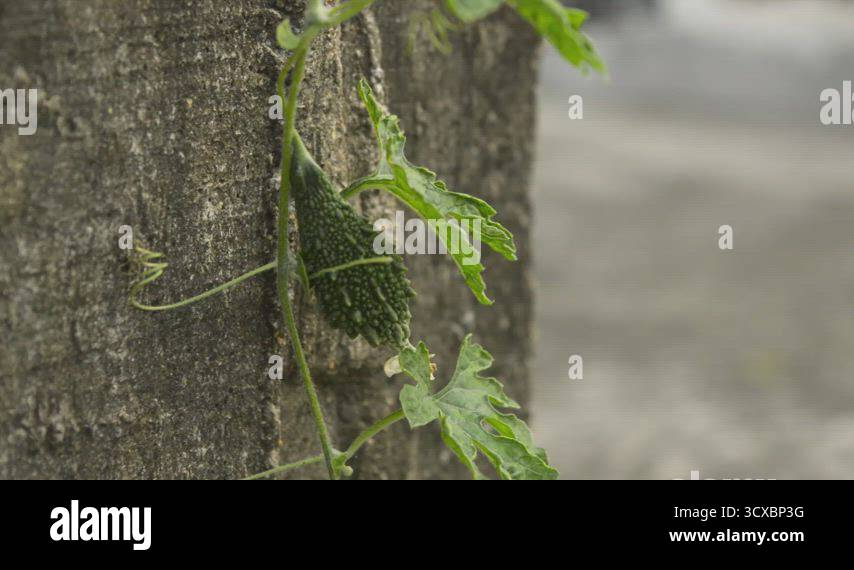 Ucche Karela Bitter Gourd or Bitter melon (momordica charantia ...
