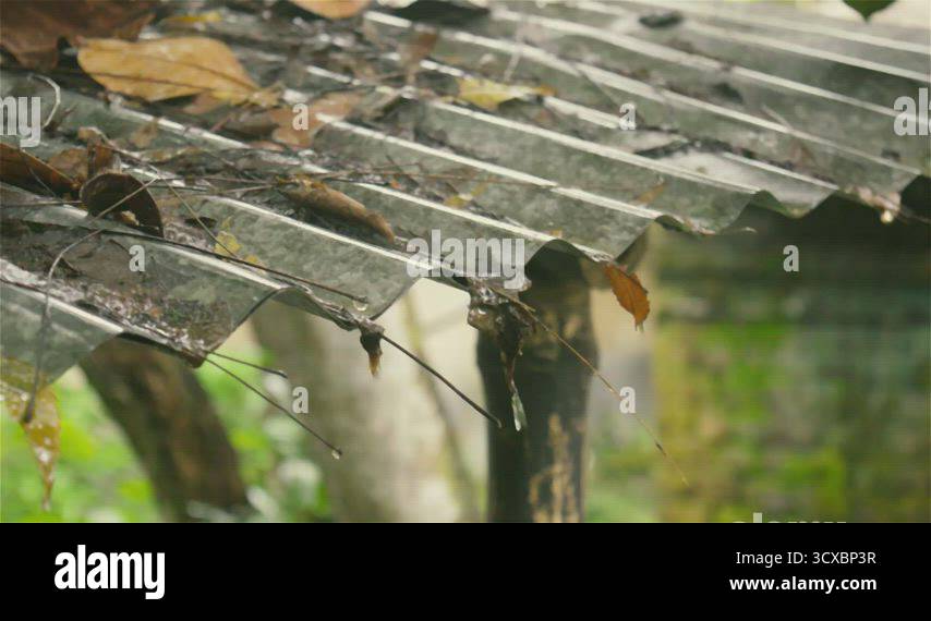 Rain falling from the roof. Tropical summer Monsoon raindrops falling ...