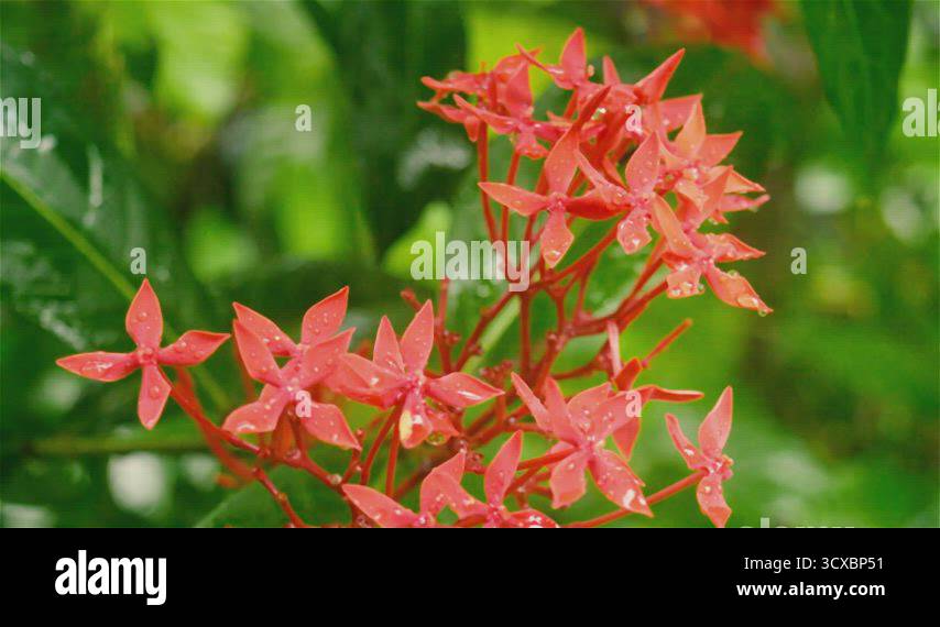 Ixora Red tiny Flower Plant drenched Wet in rain water. Beautiful Houseplant. Flower background ...