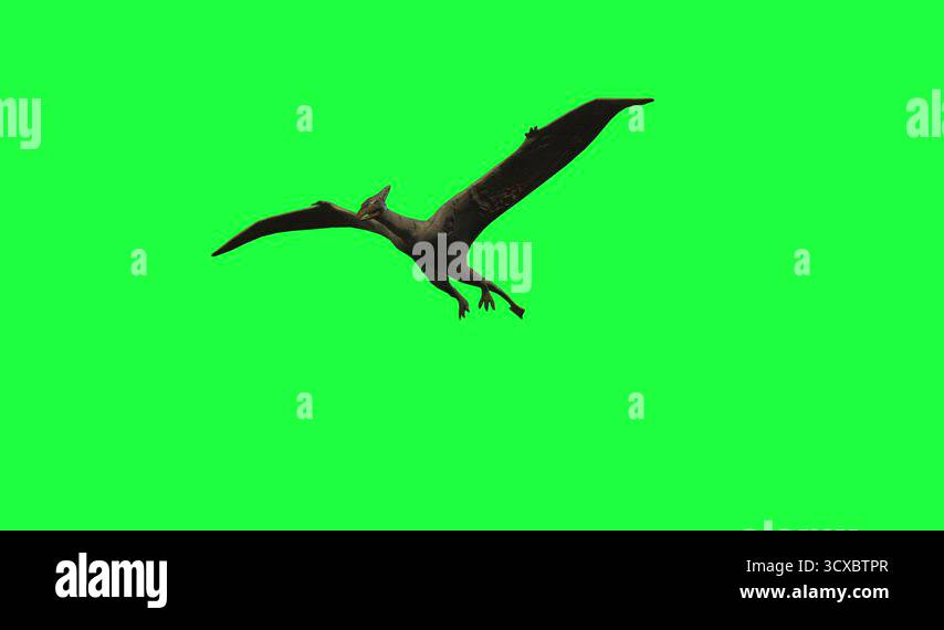 Pterodactyl fly .3d animation on green screen Stock Video Footage - Alamy