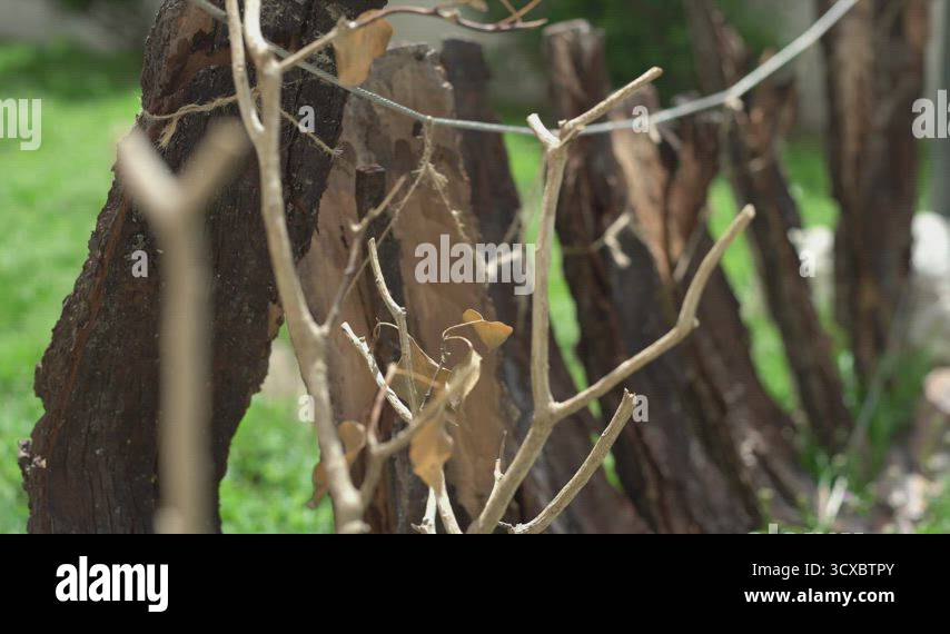 Dead branches detail Stock Videos & Footage - HD and 4K Video Clips - Alamy