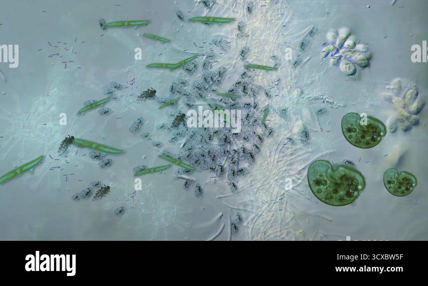 animation of viruses under microscope. Bacteria virus Stock Video ...