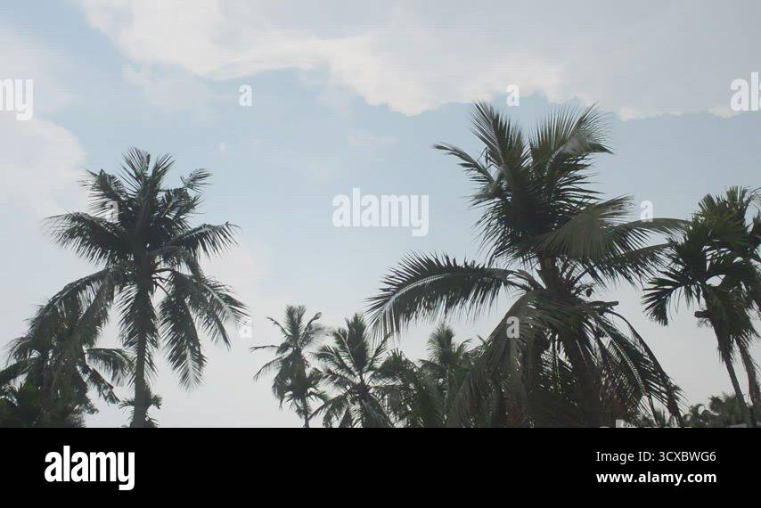 Coconut palm tree windy Stock Videos & Footage - HD and 4K Video Clips ...