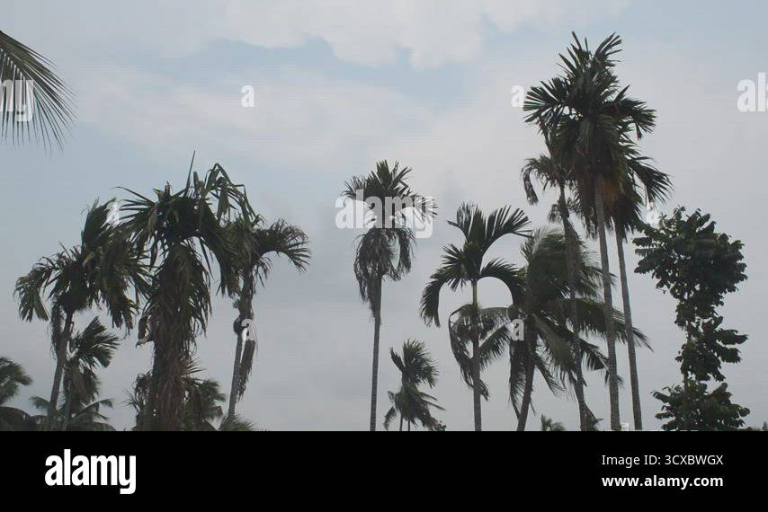 Norwesters or the Kalbaishakhi Wind blowing through Palm trees. Windy ...