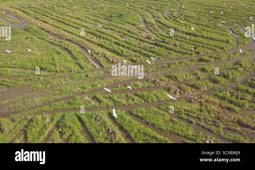 Fly in any direction Stock Videos & Footage - HD and 4K Video Clips - Alamy