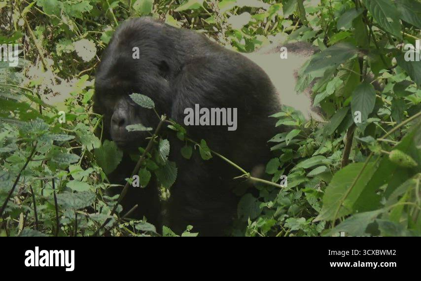The welcome of a giant Silverback, Bwindi Impenetrable Forest National ...