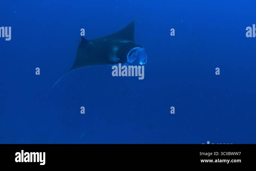 Closeup manta ray feeding plankton Stock Videos & Footage - HD and 4K ...