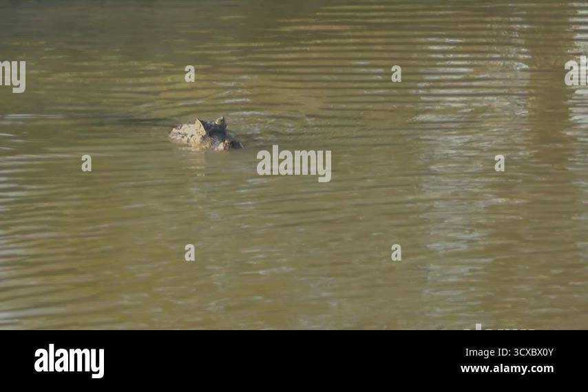 Caiman water in pantanal Stock Videos & Footage - HD and 4K Video Clips ...