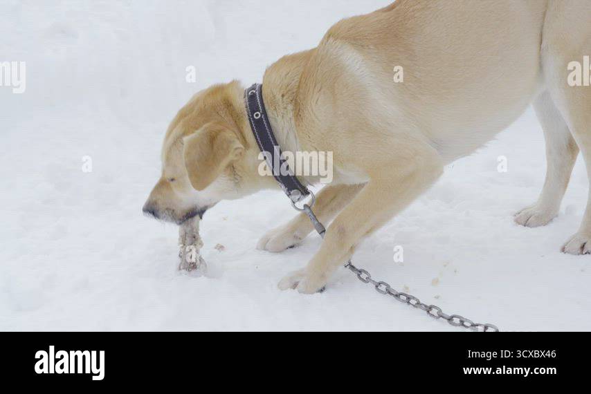 Light brown dog eating bone Stock Videos & Footage - HD and 4K Video ...