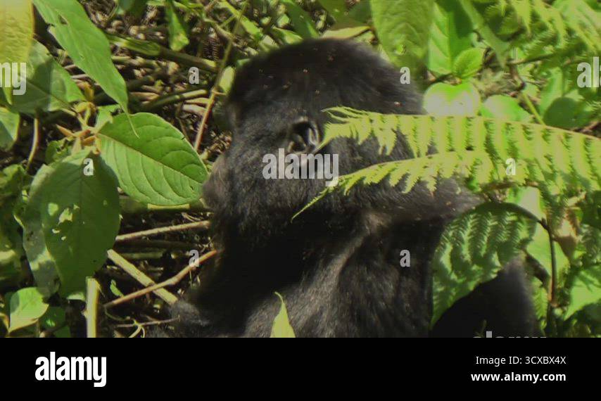 Gorilla group in forest Stock Videos & Footage - HD and 4K Video Clips ...