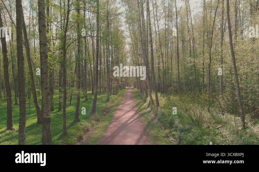 The drone flies slowly through trees, people walk in public park in ...