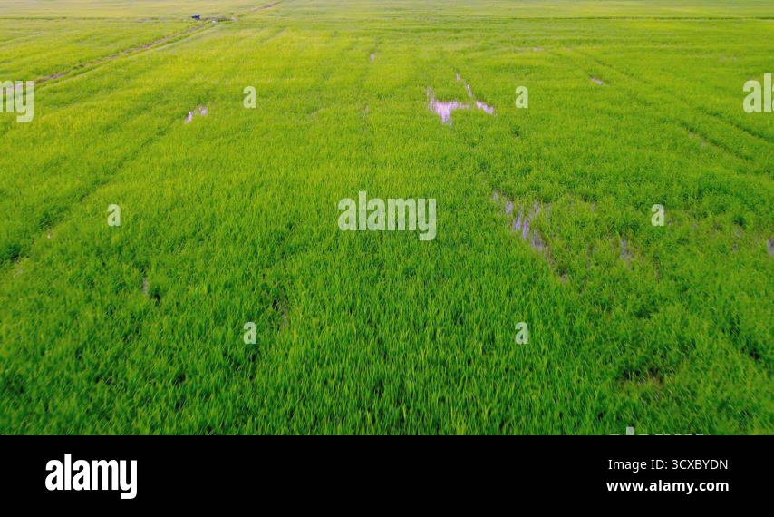 Fly over green rice paddy Stock Videos & Footage - HD and 4K Video ...