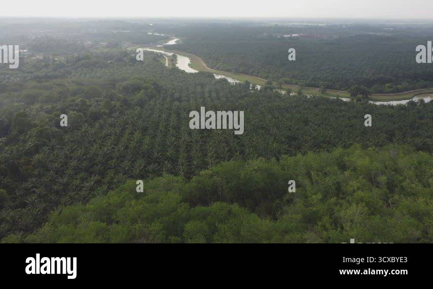 Aerial view oil palm tree plantation Stock Video Footage - Alamy