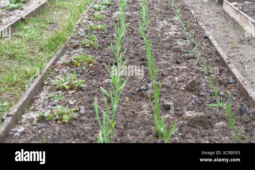 Snow falls in the garden with strawberries and green garlic in spring ...