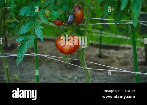 Ripe red tomato hanging on a tomato plantation, close-up. Smooth camera ...