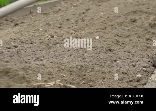 Rake leveling the soil of a garden bed in slow motion, close-up. High ...
