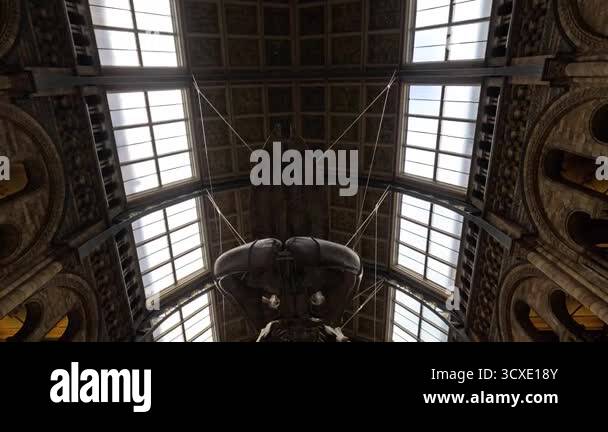 Blue whale skeleton displayed in museum's grand hall Stock Video ...