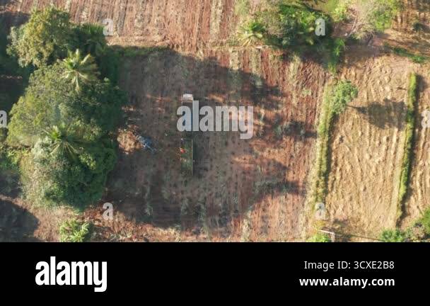 Aerial view of Sugar cane harvesting - Mechanical harvesting sugar cane ...