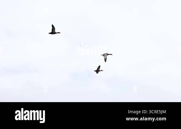A flock of Canada geese gracefully flies across a cloudy sky in Wanaka ...