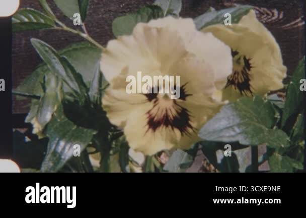 Captured on 8mm film, pale yellow and light purple pansies with vivid ...