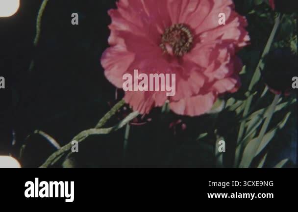 A dynamic 8mm film close-up captures a poppy with ruffled pink petals ...