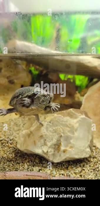 A small aquatic turtle slowly moves around in its aquaterrarium ...