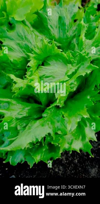 Iceberg lettuce growing in the garden. Selective focus. nature Stock ...
