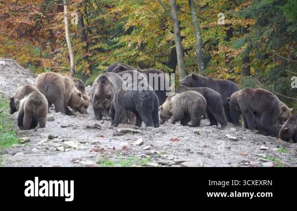 Group of big brown bears in the Carpathian mountains during dawn on a ...