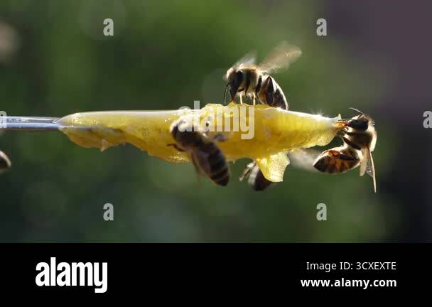 Wild bees on a kitchen knife with honey on sunny day against nature ...