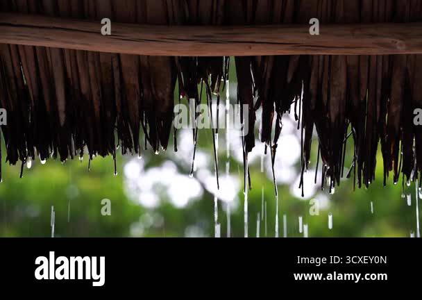 Tropical summer rain falling big rain drops falling down on straw roof ...