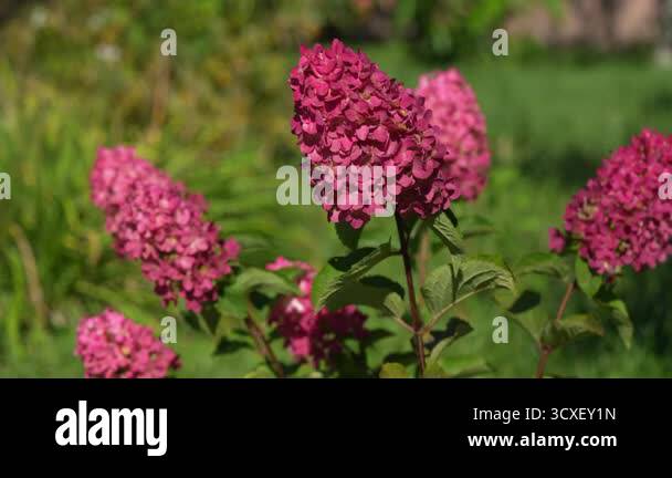 Panicle hydrangea plant with many red flowers in summer garden, close ...