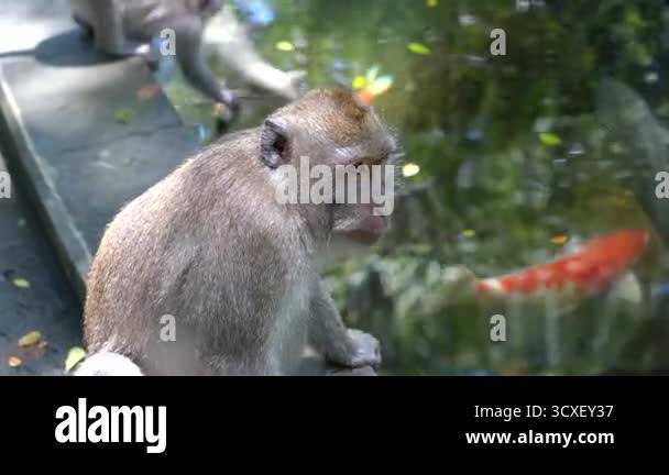 Wild monkeys watch brocade carps swimming in the pond at sacred monkey ...