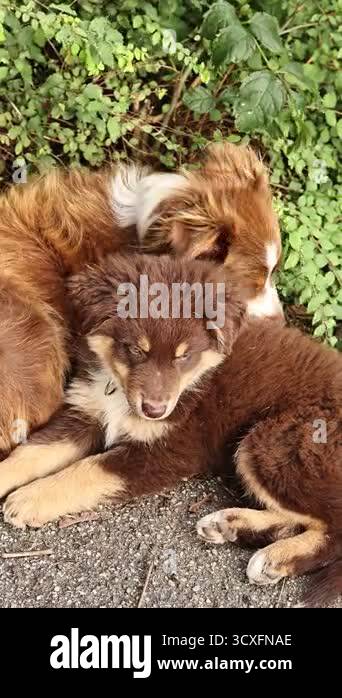 Two adorable brown and white dogs are snuggled up next to each other on ...