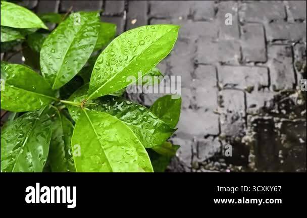 Drops bubbles pure rain water Stock Videos & Footage - HD and 4K Video ...