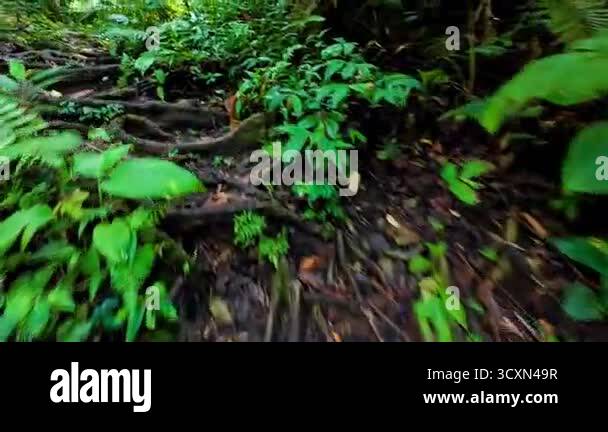 Point of view walking through thick jungle foliage pathways, in the ...