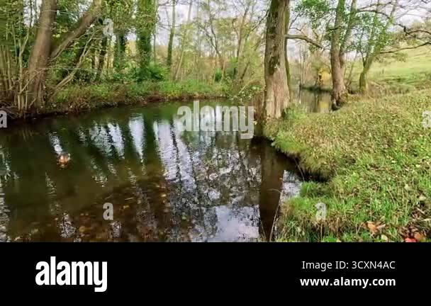 Duck in peak district Stock Videos & Footage - HD and 4K Video Clips ...