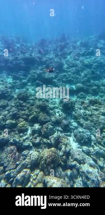 Vibrant underwater tropical coral reef in the Philippines with diverse ...