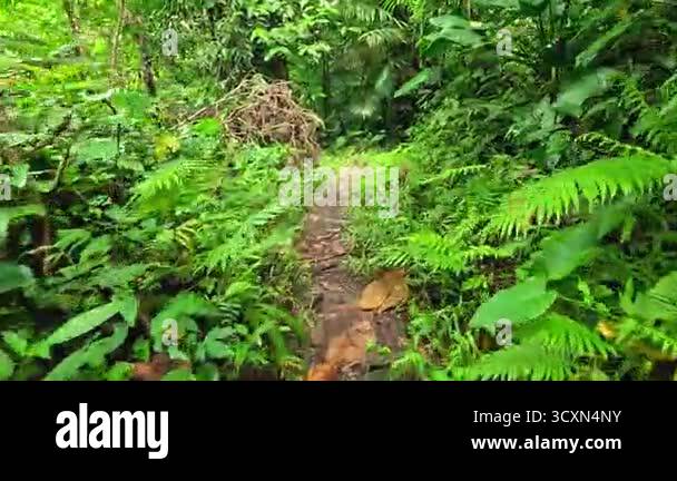 Jungle pathways Stock Videos & Footage - HD and 4K Video Clips - Alamy