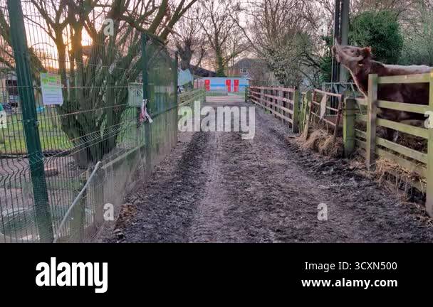 Border collie dogs working breed on a farm in rural england UK Stock ...