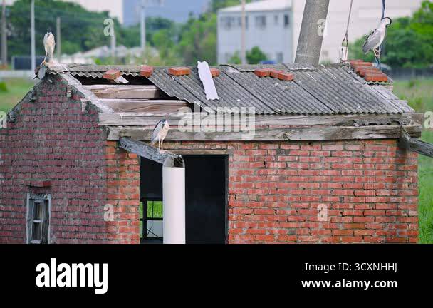 Several Night Herons rest on the roof of an abandoned red brick house ...