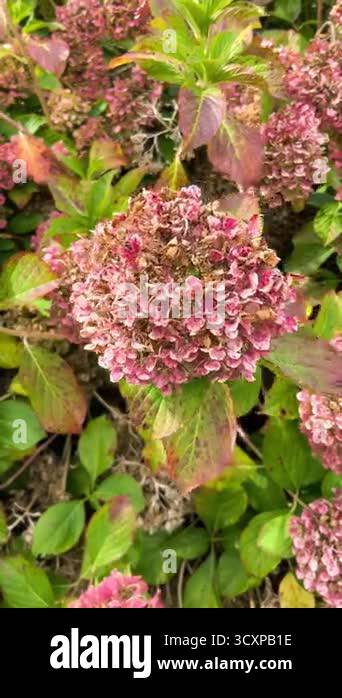 Panicle hydrangea hydrangea paniculata Stock Videos & Footage - HD and ...