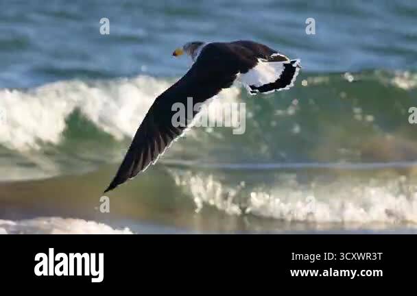 View larus dominicanus bird Stock Videos & Footage - HD and 4K Video ...