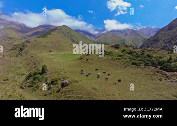 Aerial view pf cows grazing on a green mountain pasture in Kyrgyzstan ...